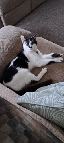 Cats Protection Halifax, Huddersfield & Wakefield Branch