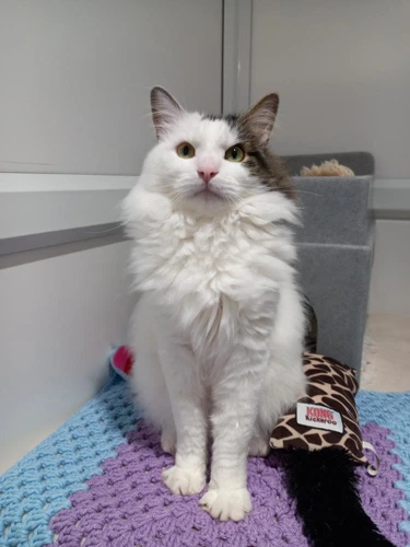 Cats Protection Leeds Cat Centre
