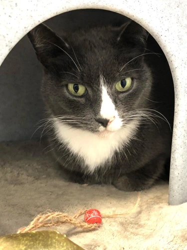 Cats Protection Tyneside Cat Centre