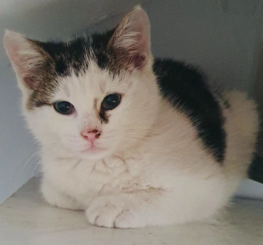 Cats Protection Halifax, Huddersfield & Wakefield Branch