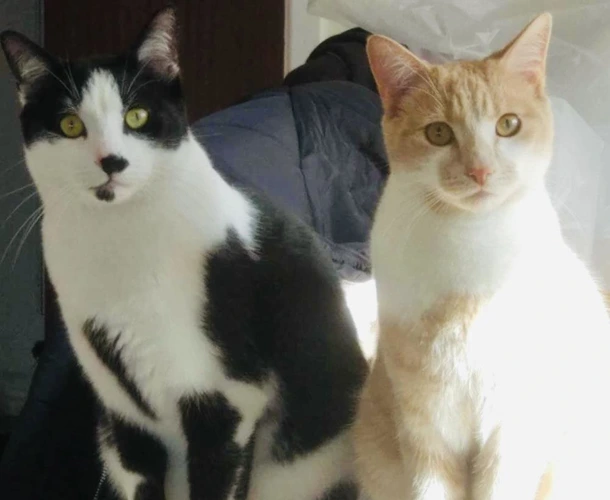 Cats Protection Halifax, Huddersfield & Wakefield Branch