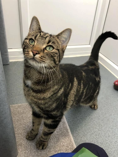 Cats Protection Tyneside Cat Centre