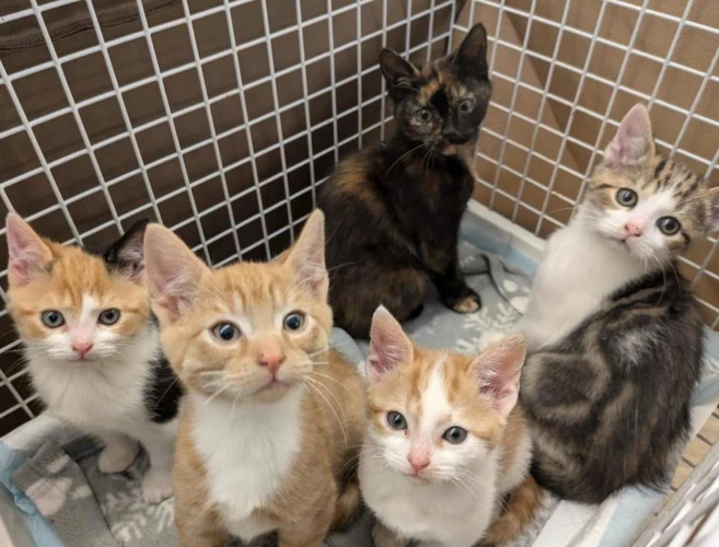 Cats Protection South Wirral Branch