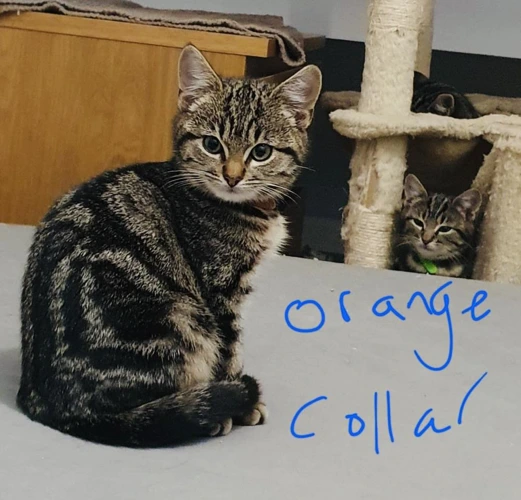 Cats Protection Halifax, Huddersfield & Wakefield Branch