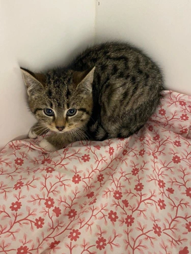 Cats Protection Arbroath & Central Angus Branch