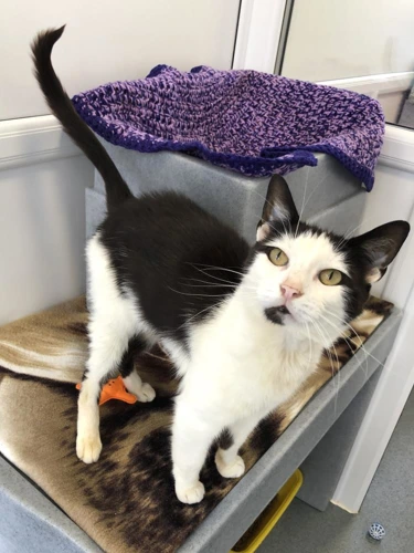 Cats Protection Tyneside Cat Centre