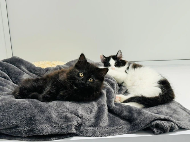 Cats Protection Halifax, Huddersfield & Wakefield Branch