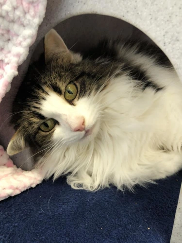 Cats Protection Tyneside Cat Centre