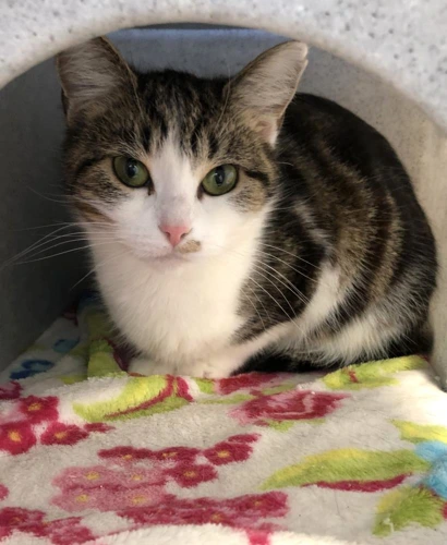 Cats Protection Tyneside Cat Centre