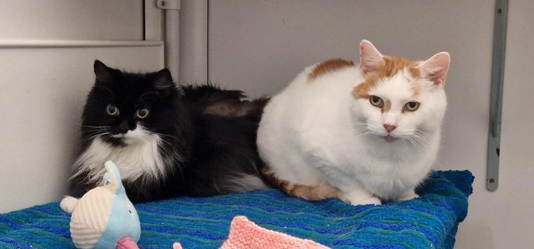 Cats Protection Leeds Cat Centre