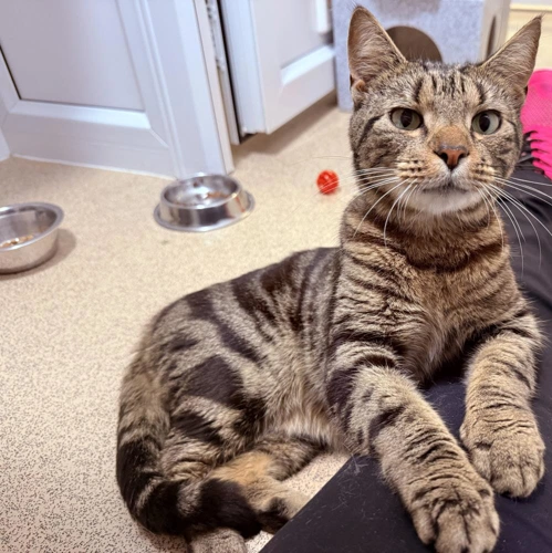 Cats Protection Halifax, Huddersfield & Wakefield Branch
