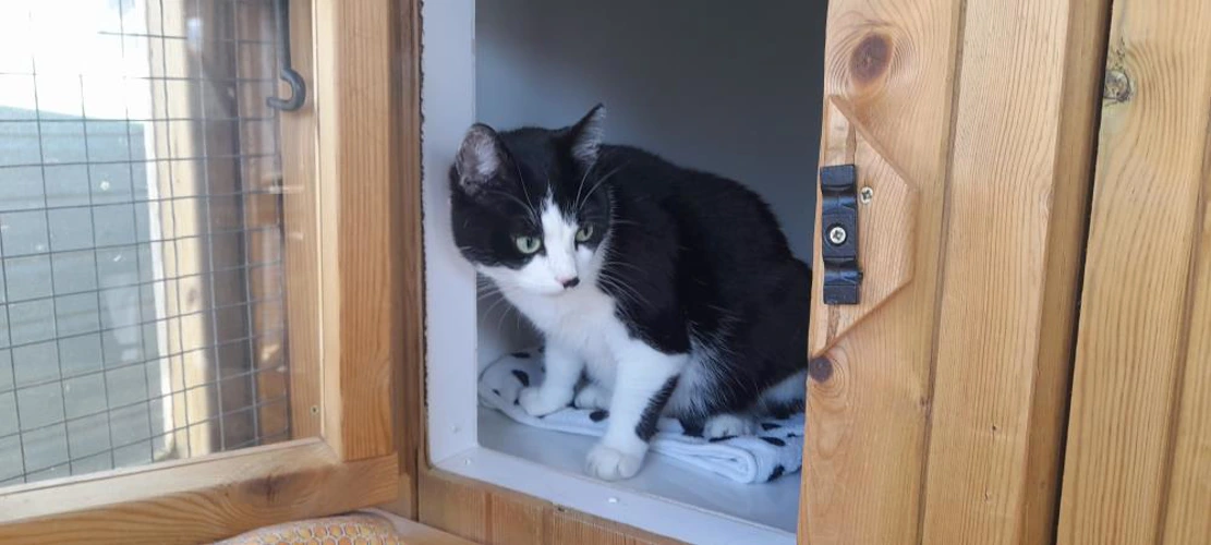 Cats Protection Arbroath & Central Angus Branch