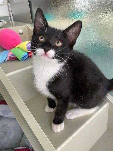 Cats Protection Cornwall Cat Centre