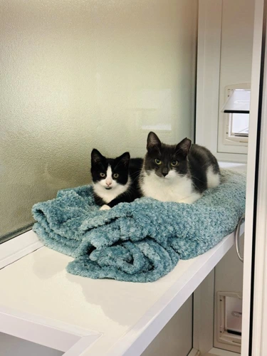 Cats Protection Halifax, Huddersfield & Wakefield Branch