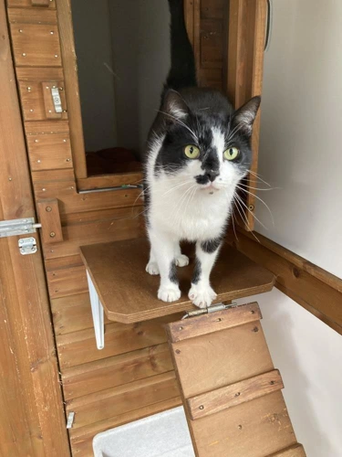 Cats Protection Holsworthy, Bideford & Okehampton Branch