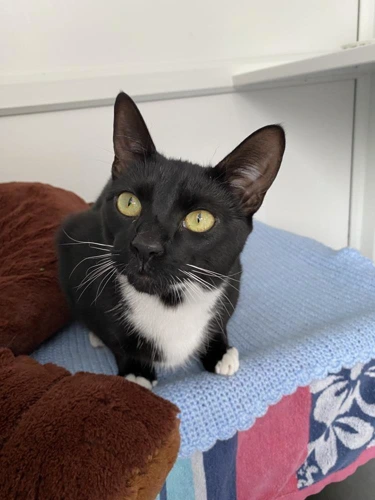 Cats Protection Anglia Coastal Branch