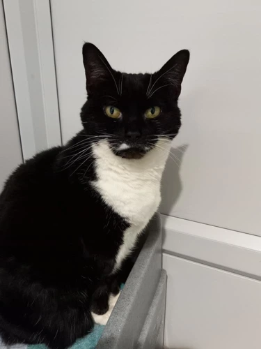 Cats Protection Leeds Cat Centre