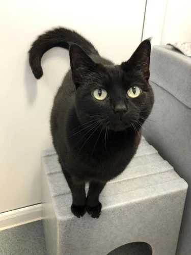 Cats Protection Tyneside Cat Centre