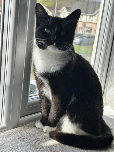 Cats Protection Glasgow Branch