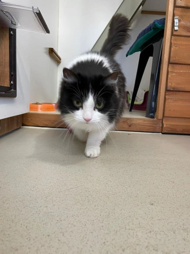 Cats Protection Arbroath & Central Angus Branch