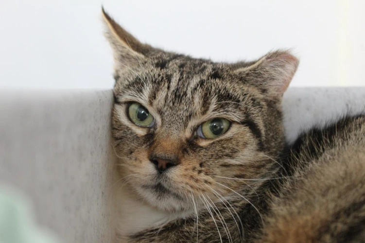 Cats Protection Arbroath & Central Angus Branch