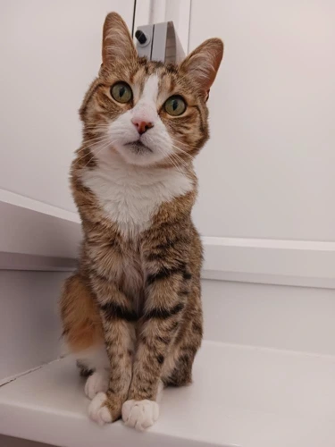 Cats Protection Leeds Cat Centre