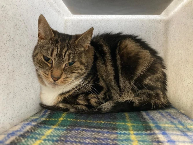 Cats Protection North Wales Cat Centre