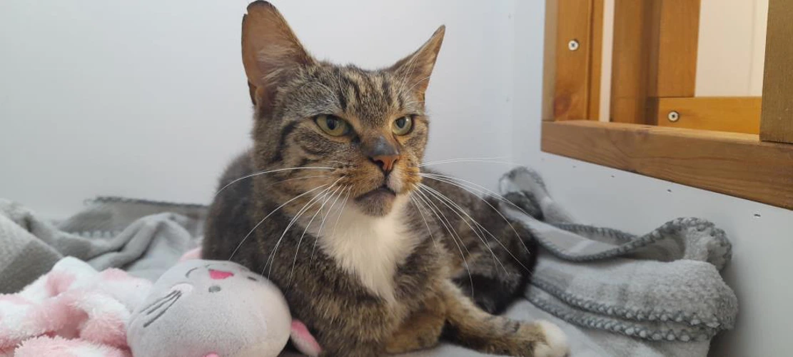 Cats Protection Arbroath & Central Angus Branch