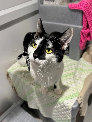 Cats Protection Leeds Cat Centre