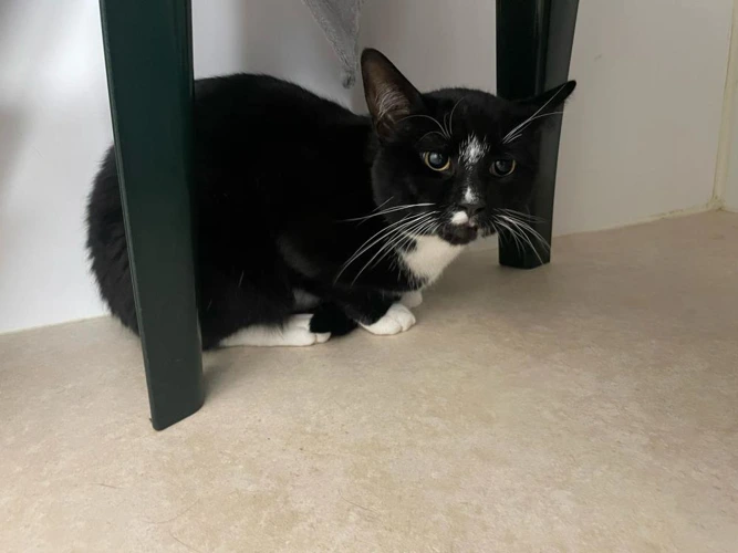 Cats Protection Arbroath & Central Angus Branch