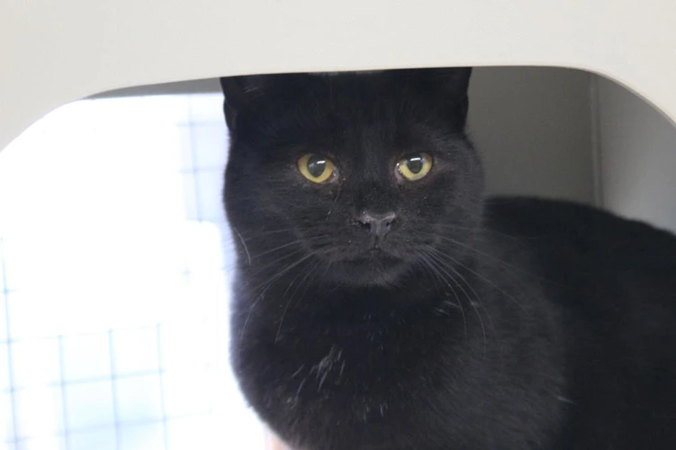 Cats Protection Arbroath & Central Angus Branch