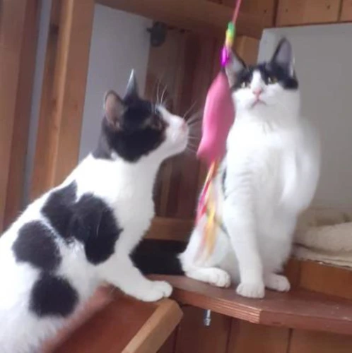 Cats Protection Halifax, Huddersfield & Wakefield Branch