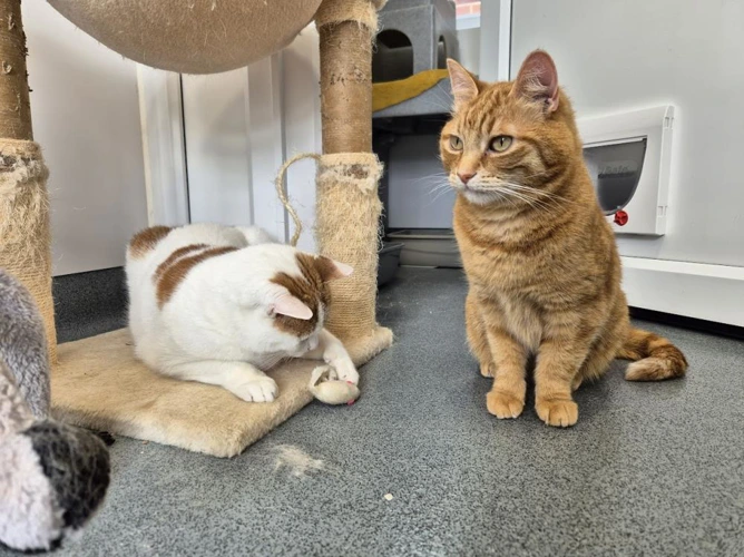Cats Protection North Wales Cat Centre
