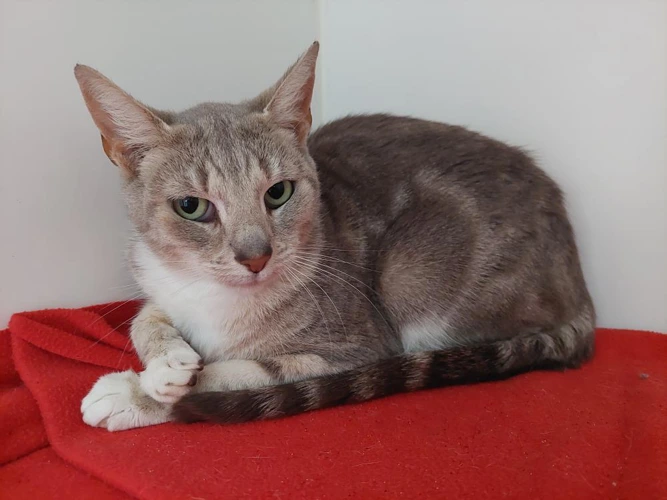 Cats Protection Mid-Warwickshire Branch