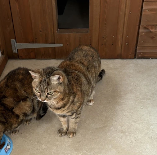 Cats Protection Basingstoke & District Branch