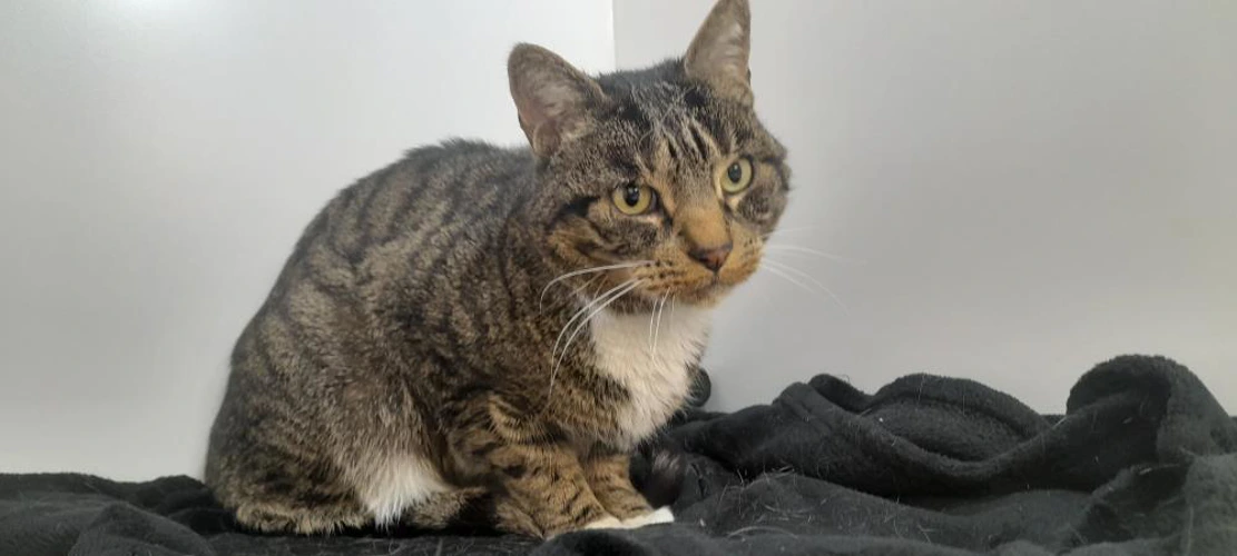Cats Protection Arbroath & Central Angus Branch