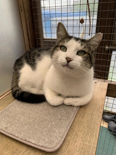 Cats Protection Launceston & District Branch