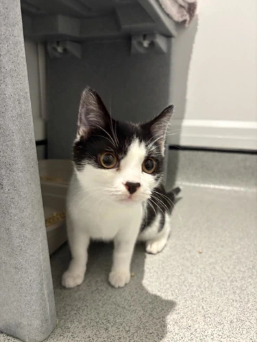 Cats Protection Leeds Cat Centre