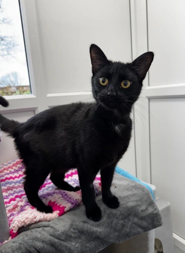 Cats Protection Central Norfolk Cat Centre