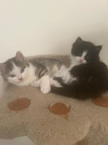 Cats Protection Worcester & District Branch