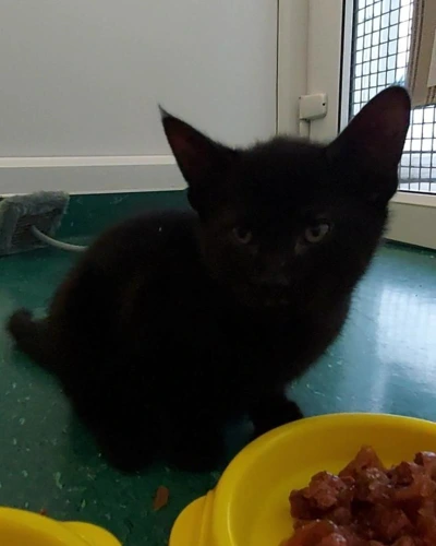 Cats Protection Leeds Cat Centre