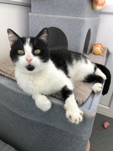 Cats Protection Tyneside Cat Centre
