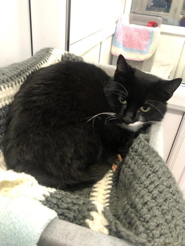 Cats Protection Tyneside Cat Centre