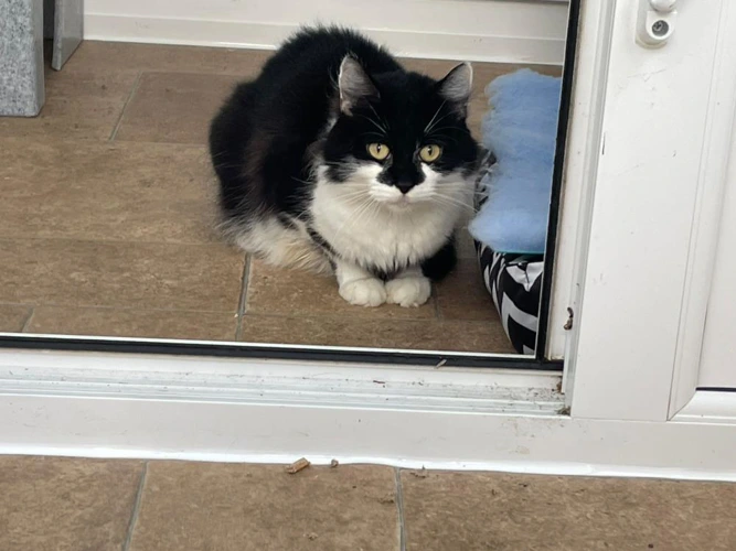 Cats Protection Cardiff & The Vale Branch