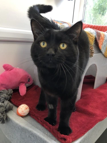 Cats Protection Tyneside Cat Centre