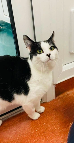 Cats Protection Leeds Cat Centre