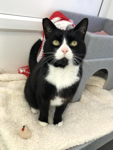 Cats Protection Tyneside Cat Centre
