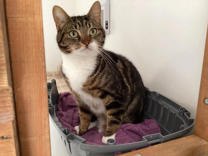 Cats Protection Basingstoke & District Branch