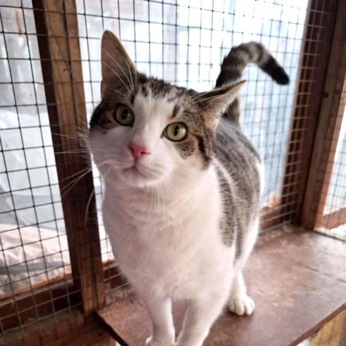 Cats Protection Frome & District Branch