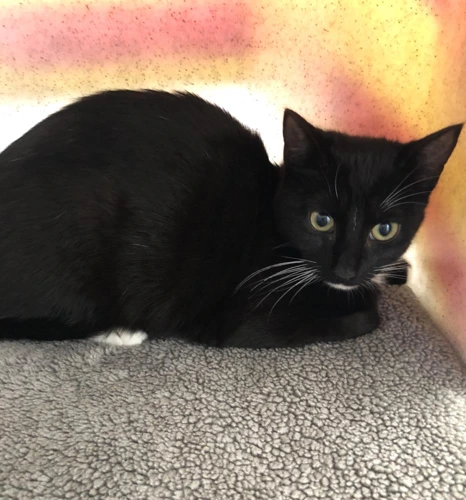Cats Protection Tyneside Cat Centre